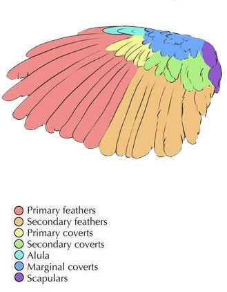 الگو پرواز - gaiafieldguide