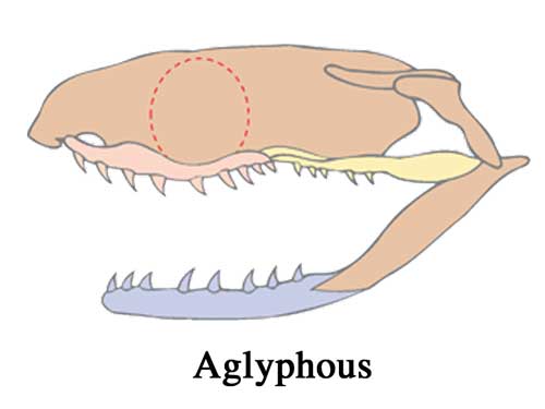 انواع سم مار - gaiafieldguide